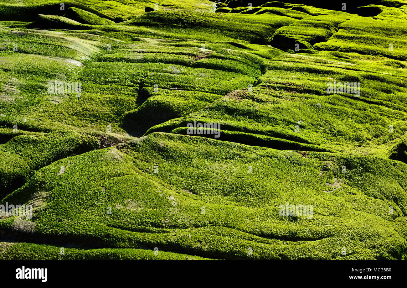 Algae on rocks hi-res stock photography and images - Alamy