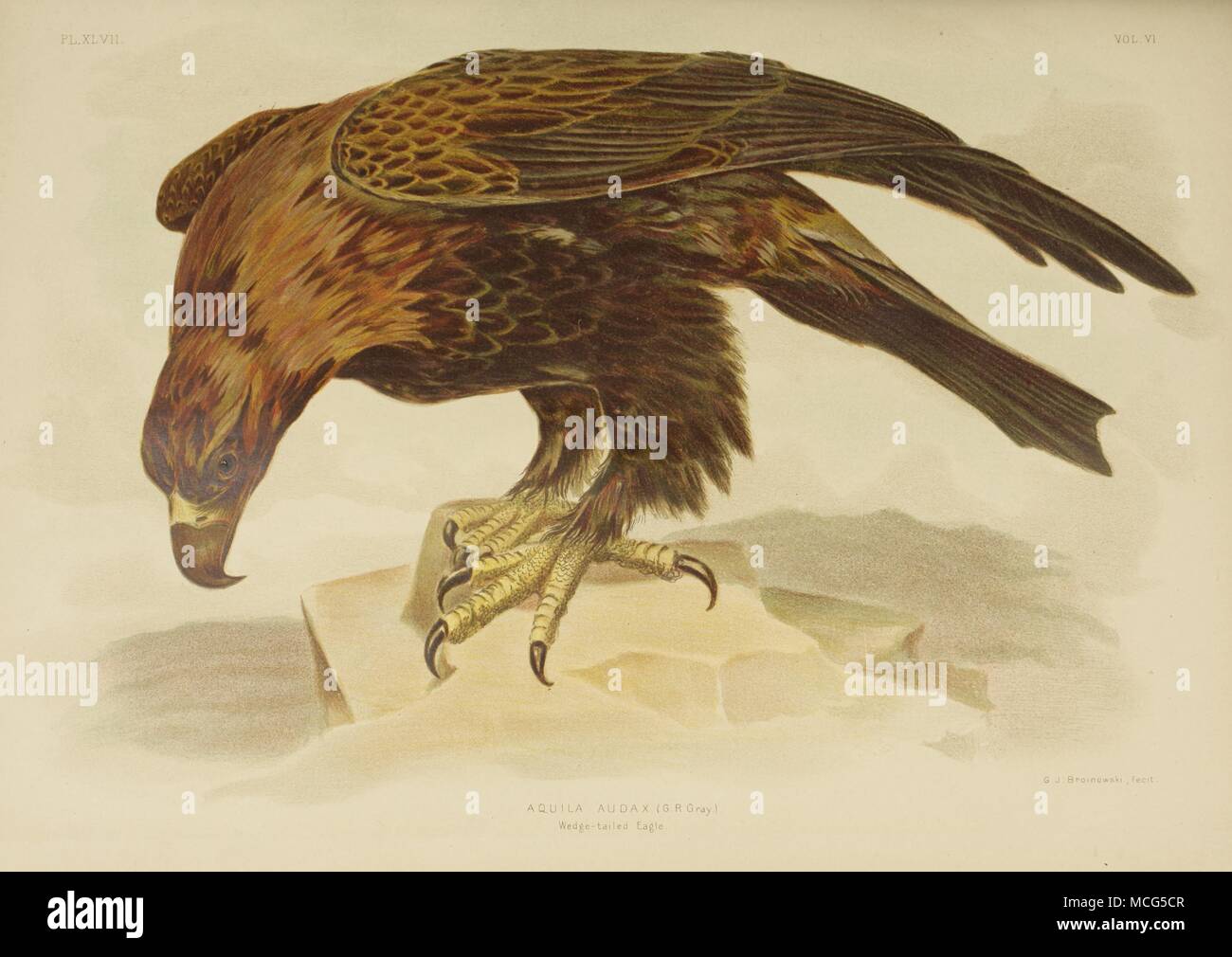 The Birds of Australia 1890 Gracius Broinowski Eagle Stock Photo - Alamy