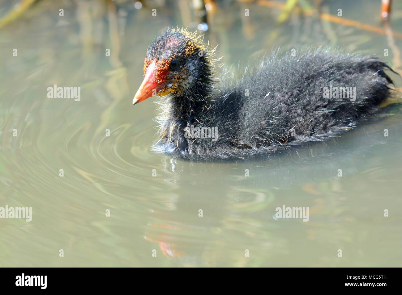 Portrait of a baby coot swimming in the water Stock Photo - Alamy