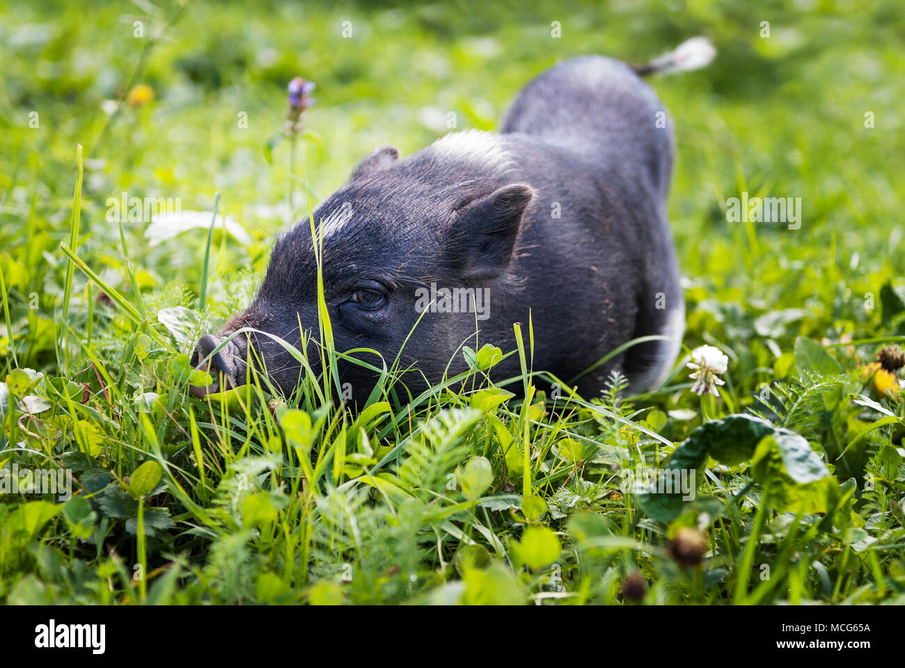 Cute funny little piglet hi-res stock photography and images - Alamy