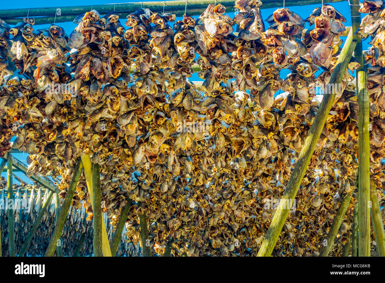 View of traditional way of drying cod stock fish heads, hanging from a ...