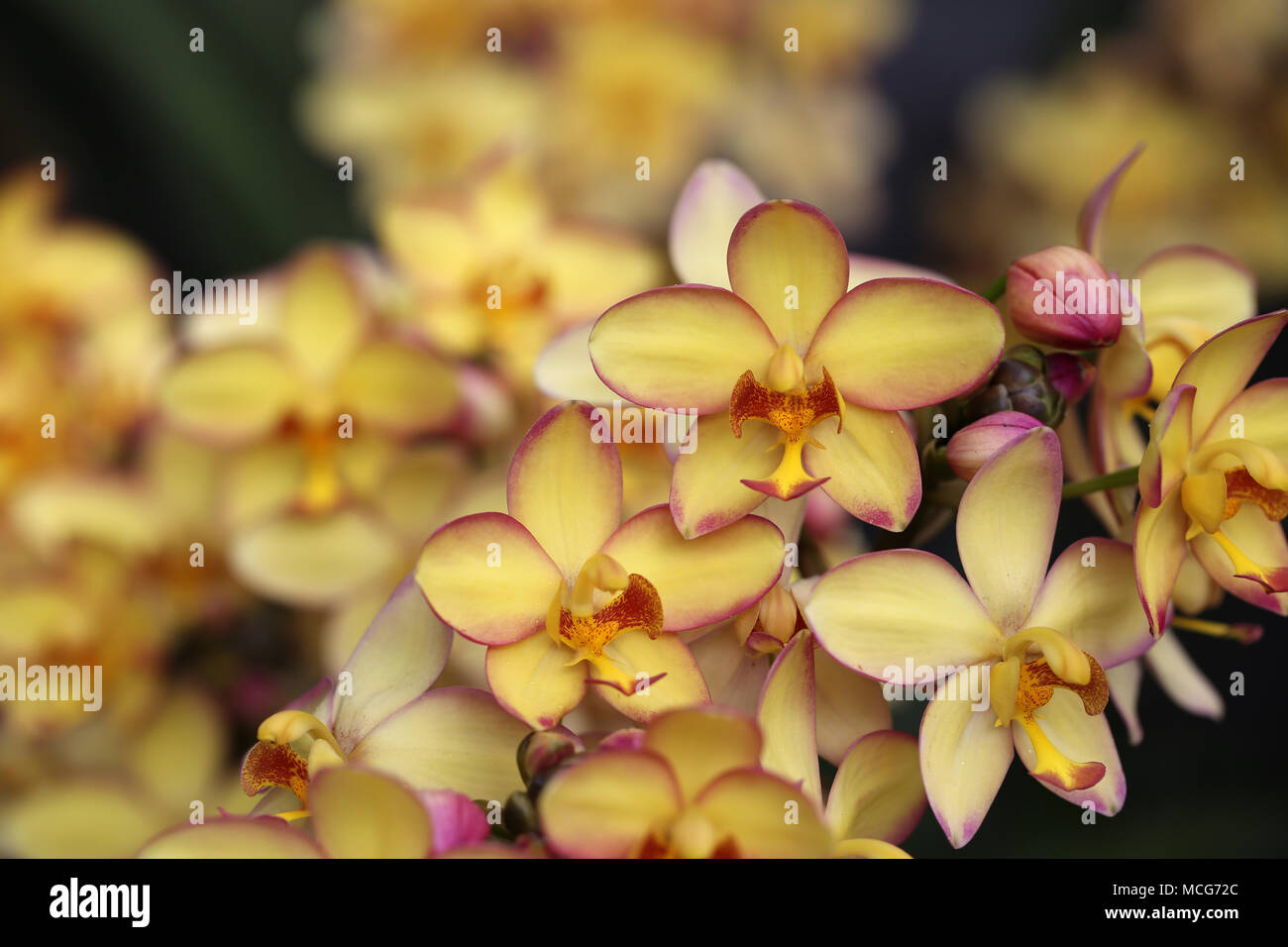 Spathoglottis orchid flower Mello Yellow Stock Photo - Alamy
