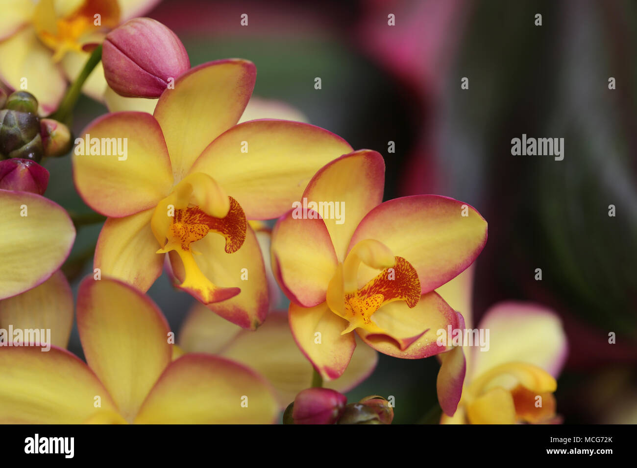 Spathoglottis orchid flower Mello Yellow Stock Photo - Alamy