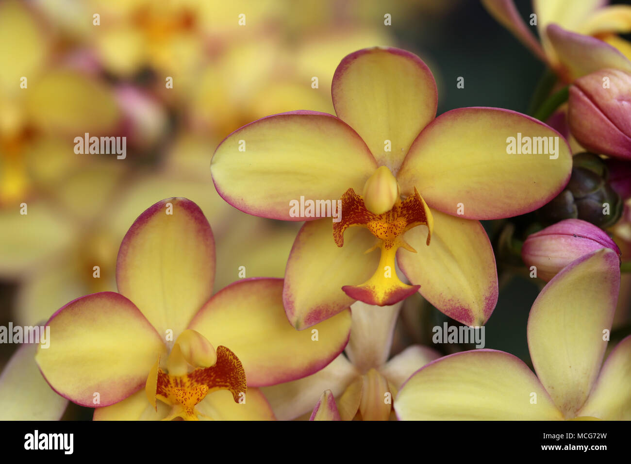 Spathoglottis orchid flower Mello Yellow Stock Photo - Alamy