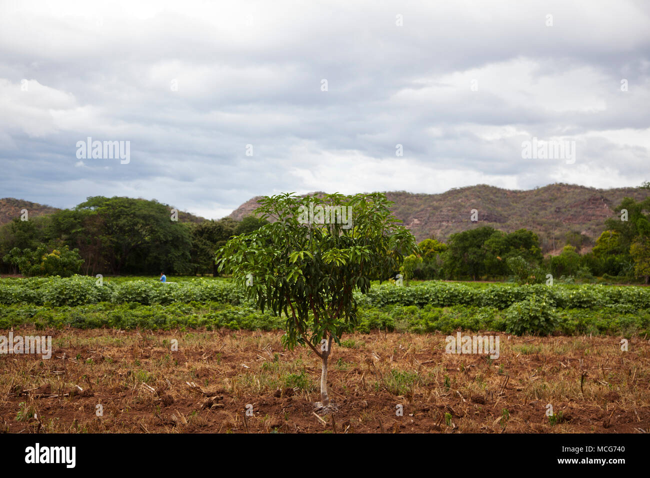 A tree in front of a chile farm in the Canada region Oaxaca. The farm ...