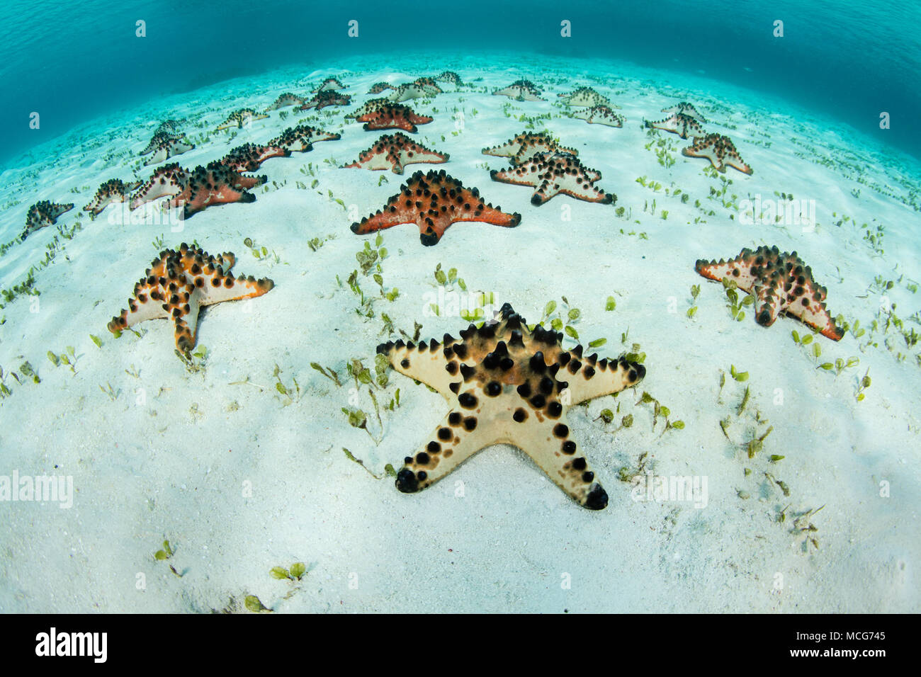 Colorful Chocolate chip starfish, Protoreaster nodosus, cover the sandy ...