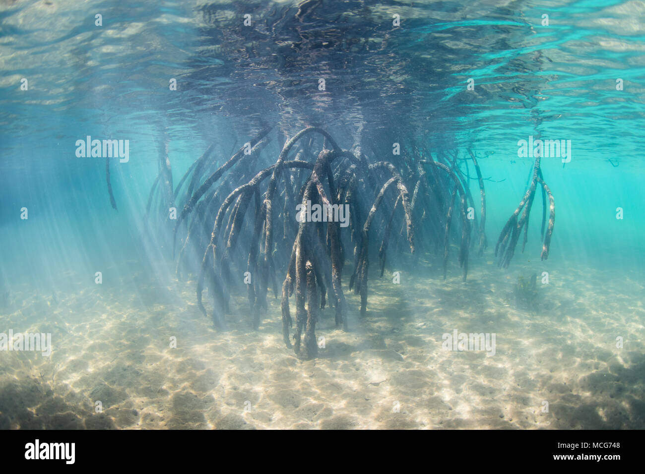 Sunlight filters through the canopy and into the underwater shadows of ...