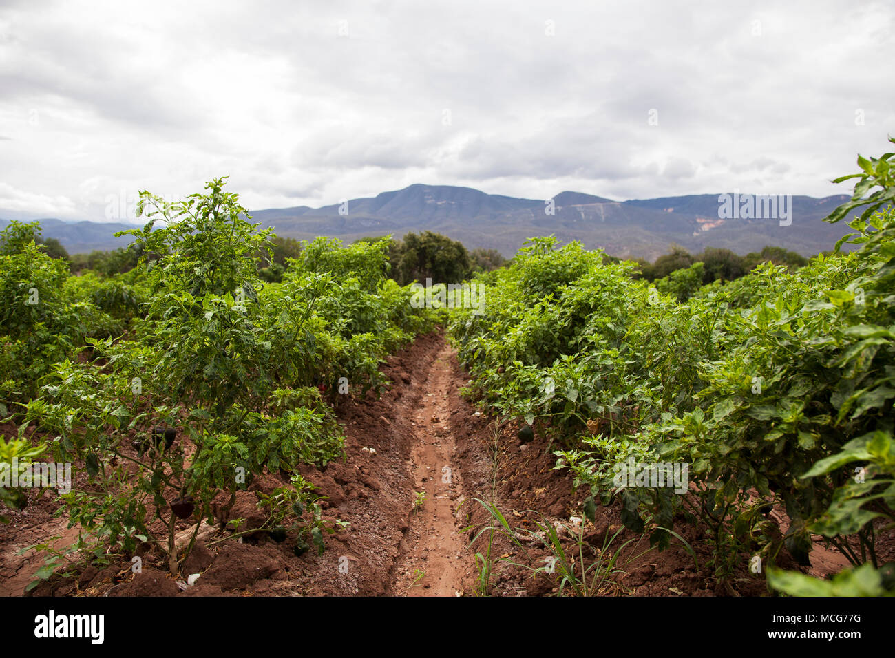A chile farm in the Canada region of Oaxaca. The farm grows rare chiles ...