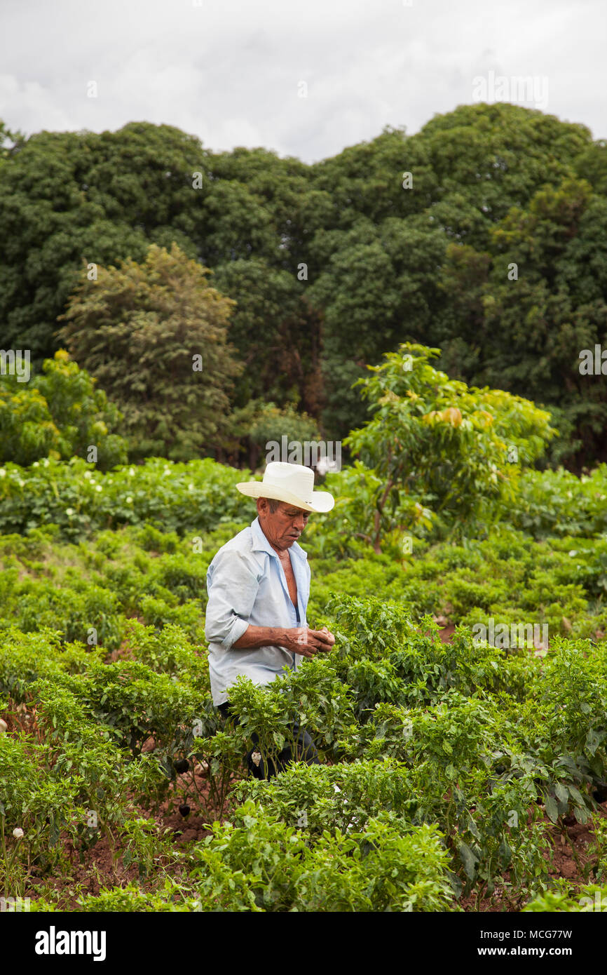 A chile farm in the Canada region of Oaxaca. The farm grows rare chiles ...