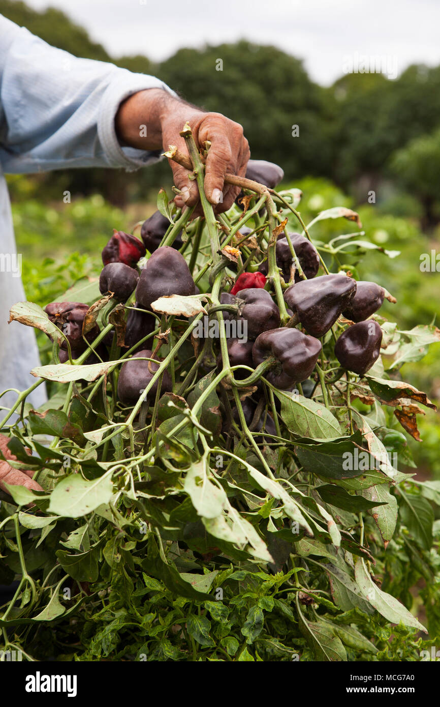 A farmers hands hold out chilhuacle negro chiles on a chile farm in the ...