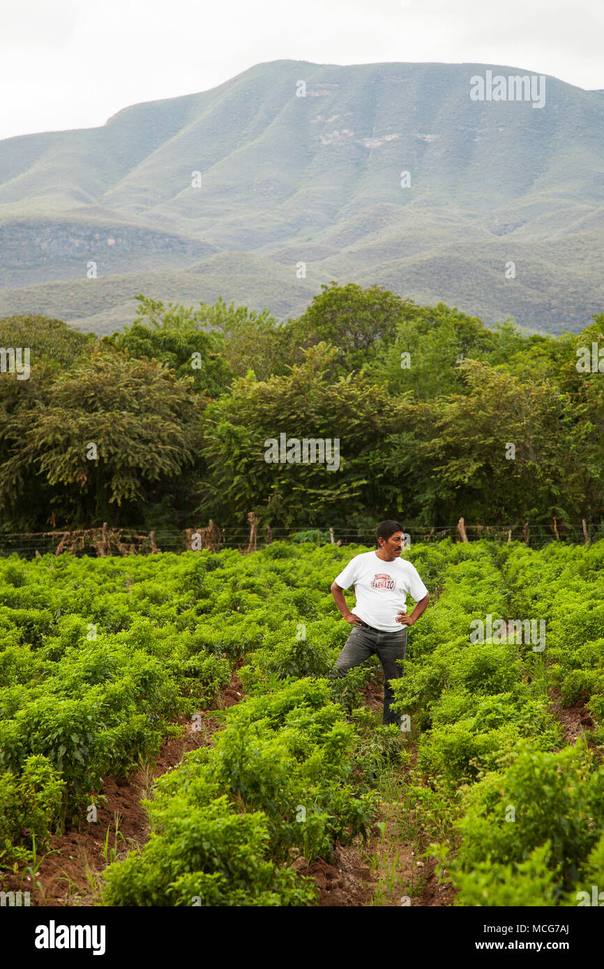 A chile farm in the Canada region of Oaxaca. The farm grows rare chiles ...