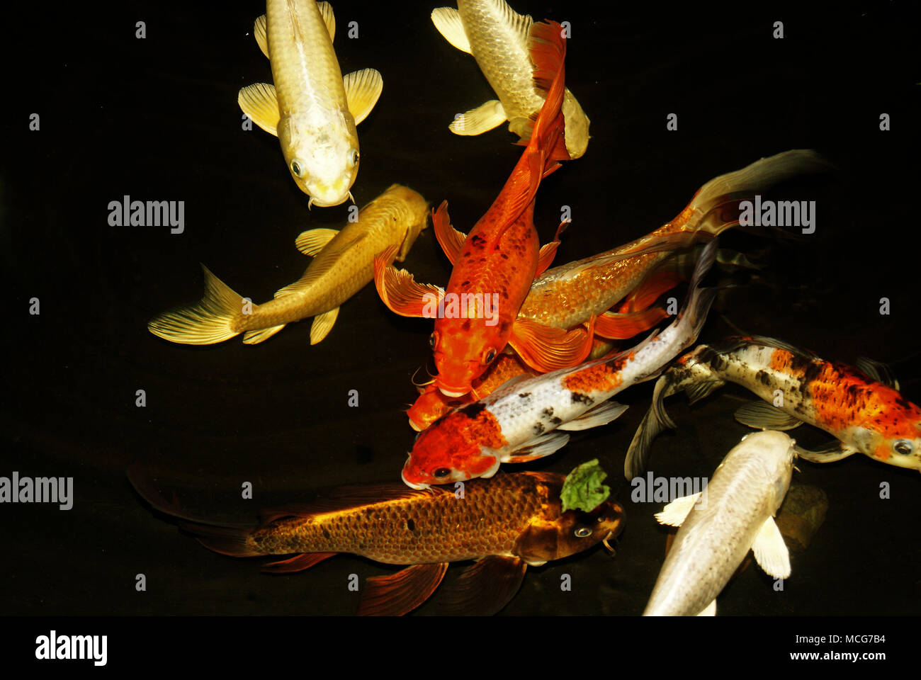Koi carp varieties hi-res stock photography and images - Alamy
