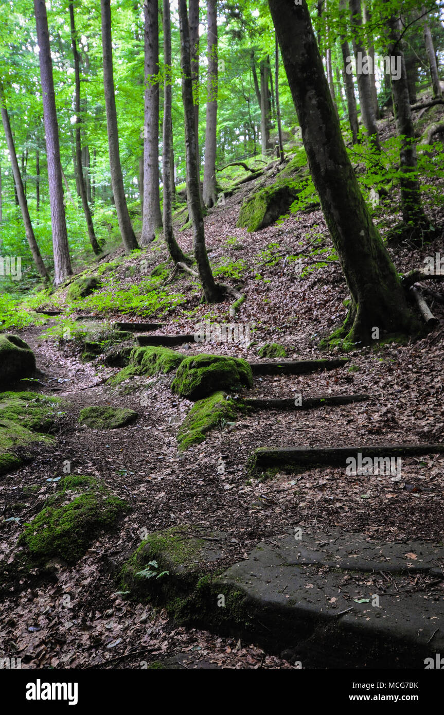 German Beech forest at Pfalz or Black Forest close to Kaiserslautern ...