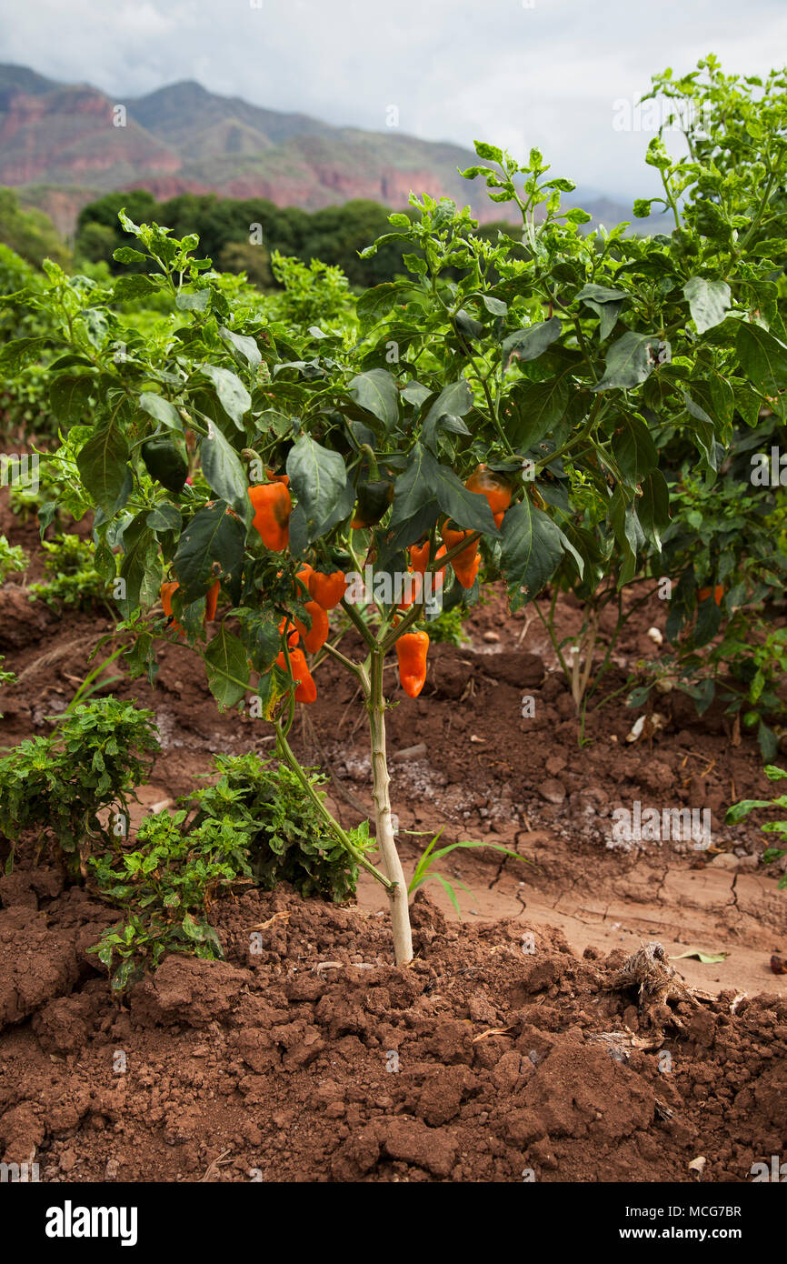 A chile farm in the Canada region of Oaxaca. The farm grows rare chiles ...