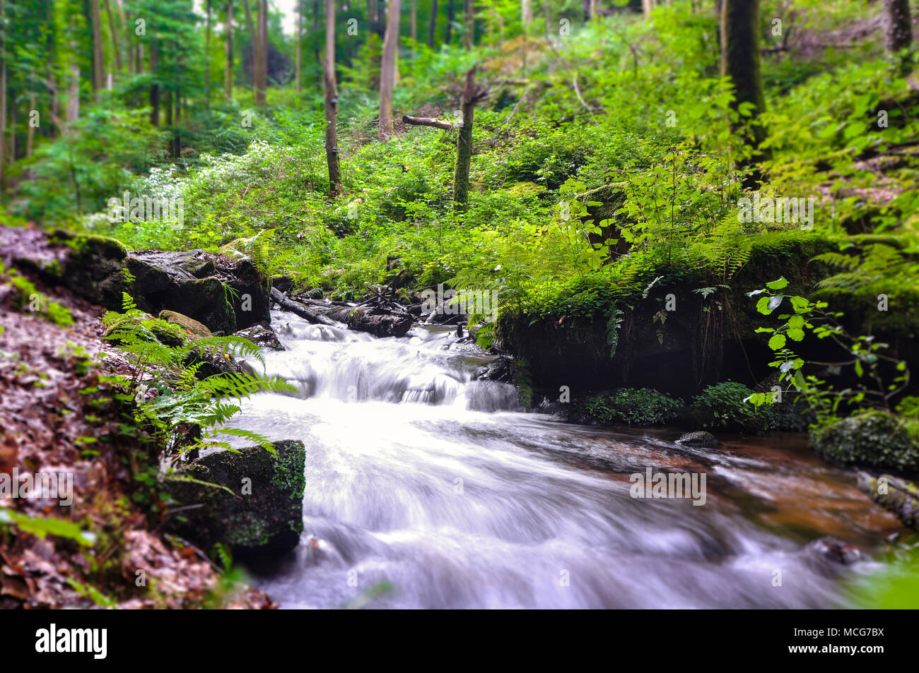 German Beech forest at Pfalz or Black Forest close to Kaiserslautern ...