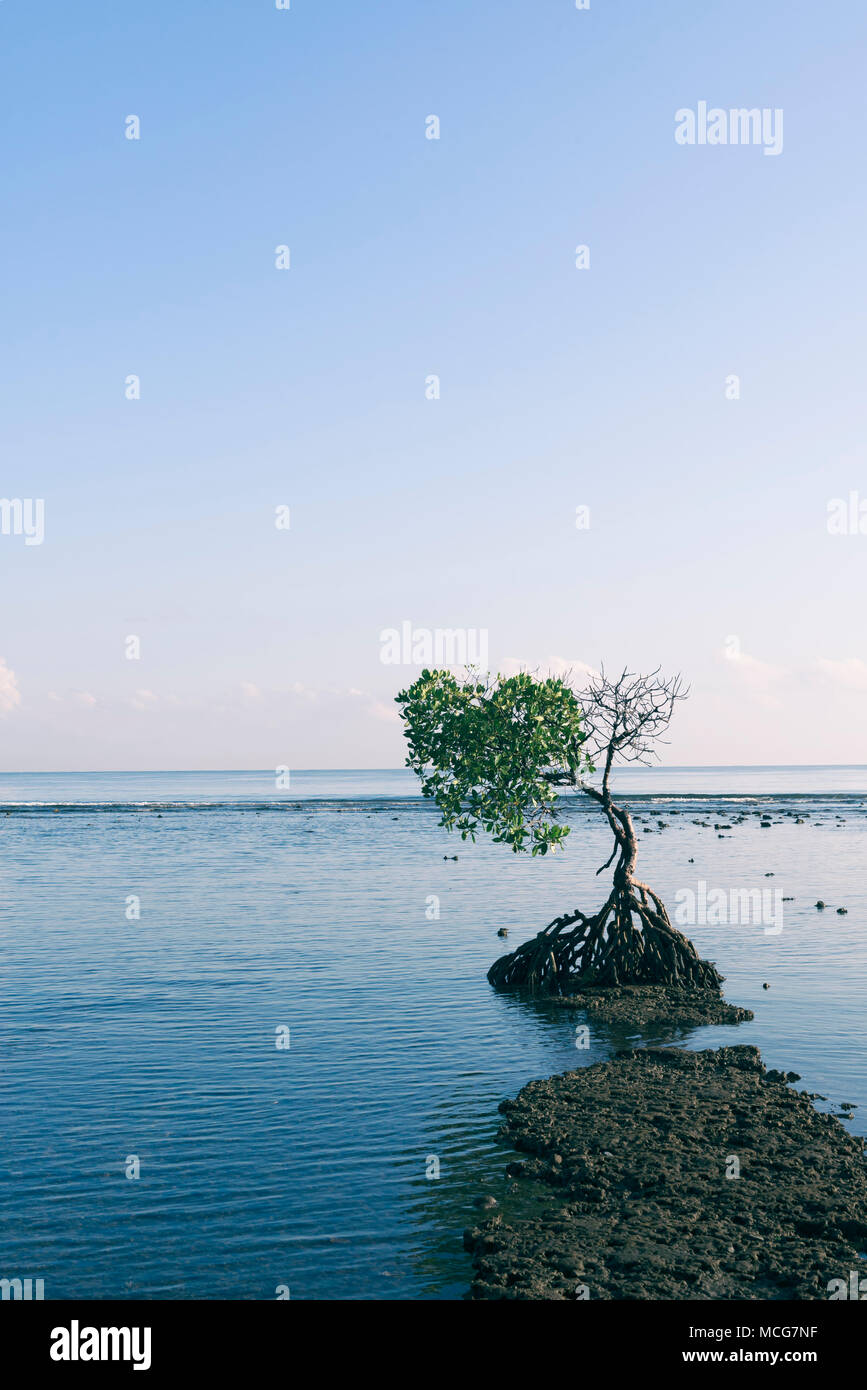 Mangrove biodiversity hi-res stock photography and images - Alamy