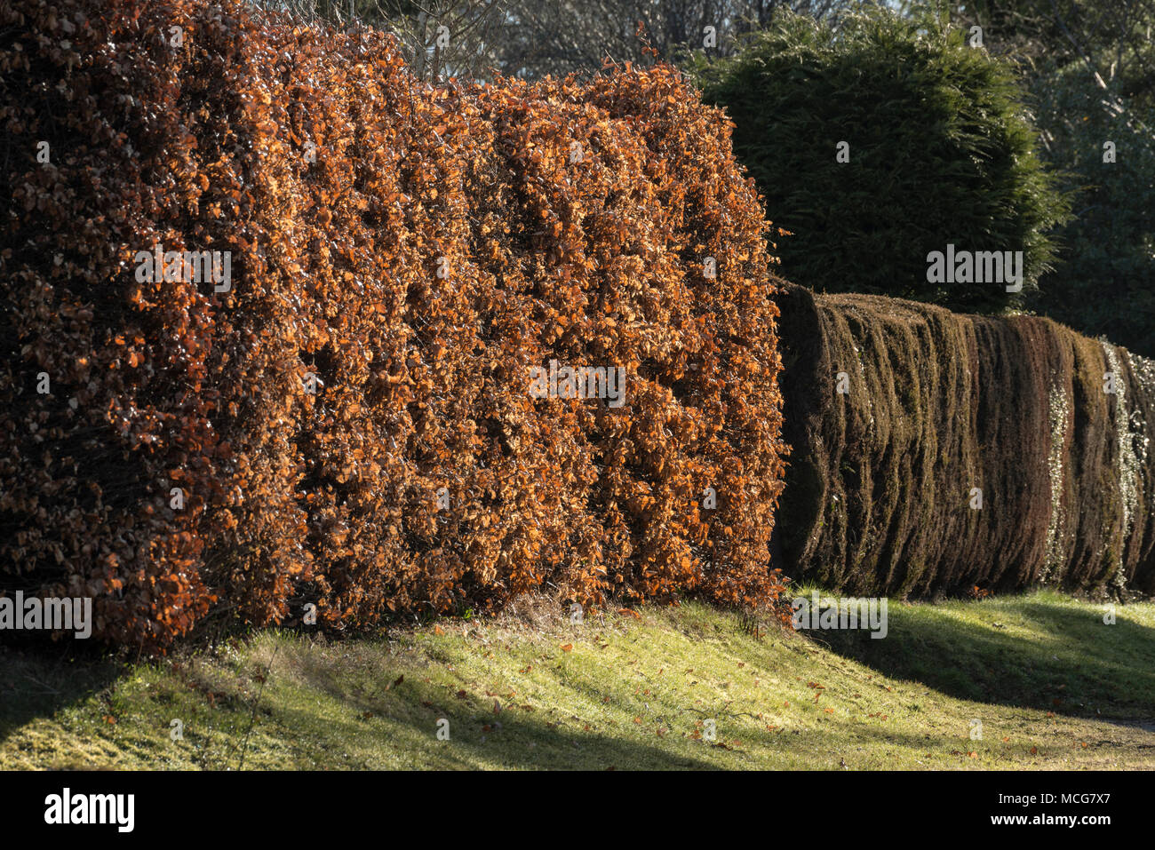 Suburban garden hedges hi-res stock photography and images - Alamy