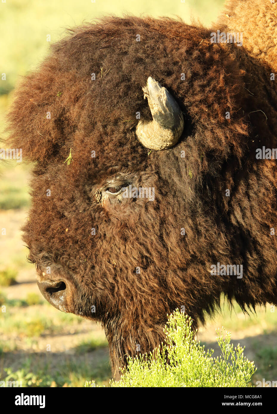 American bison bull hi-res stock photography and images - Alamy