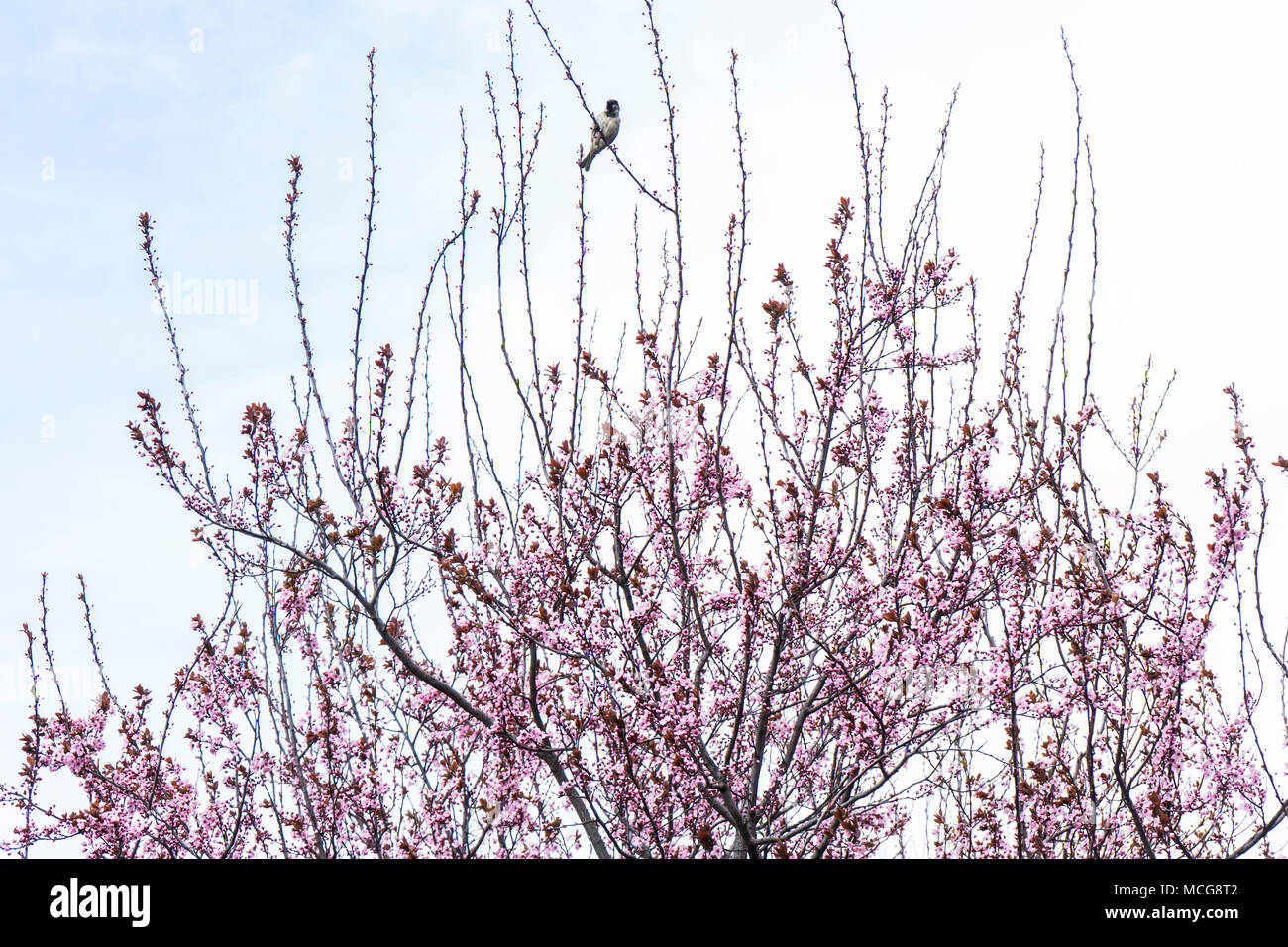 Bird testing in a flower tree Stock Photo - Alamy