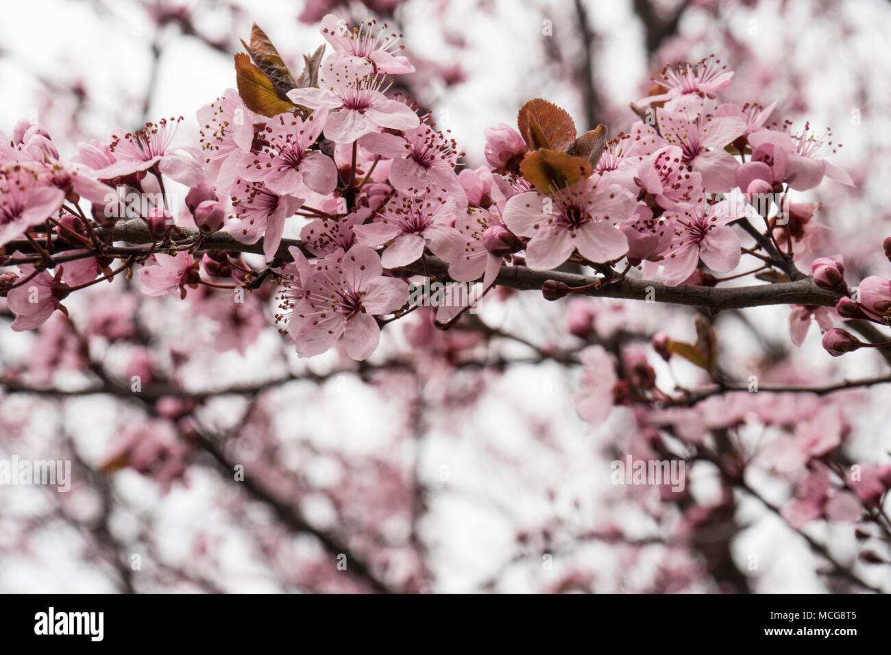 Different views of cherry blossom Stock Photo - Alamy