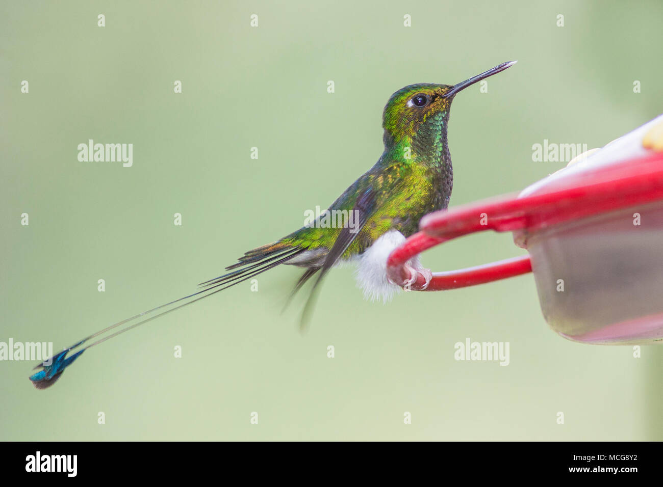 Booted racket tail hummingbird hi-res stock photography and images - Alamy