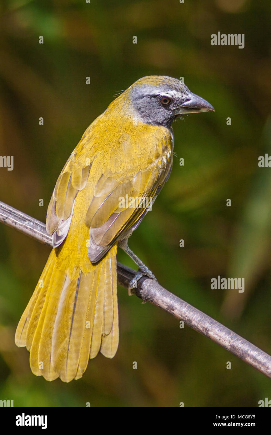 Edges of humid lowland forest hi-res stock photography and images - Alamy