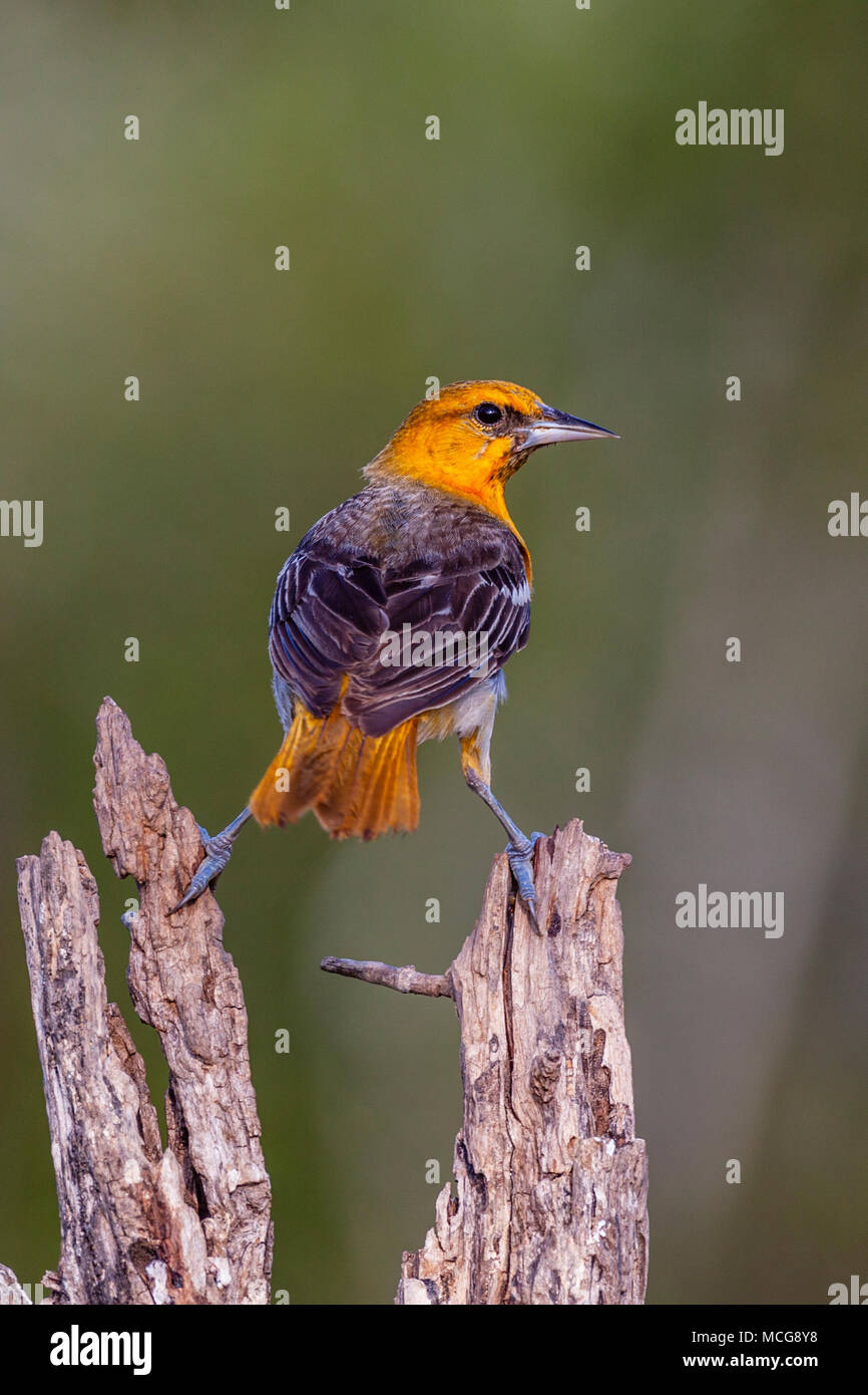 1st Spring juvenile Bullock's Oriole, Icterus bullockii, trying to keep ...