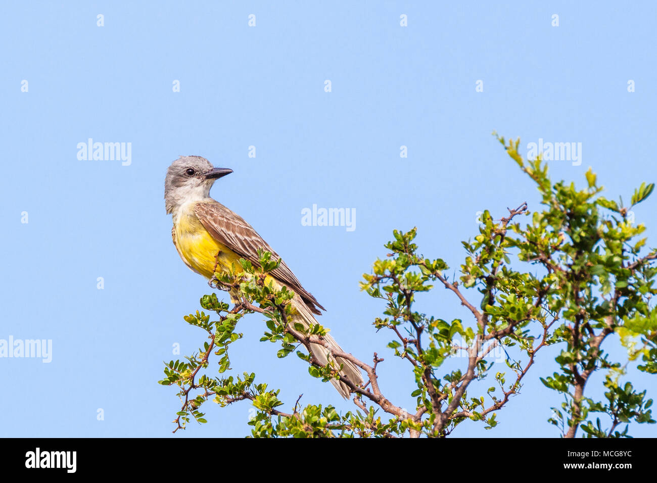 South texas songbird hi-res stock photography and images - Alamy
