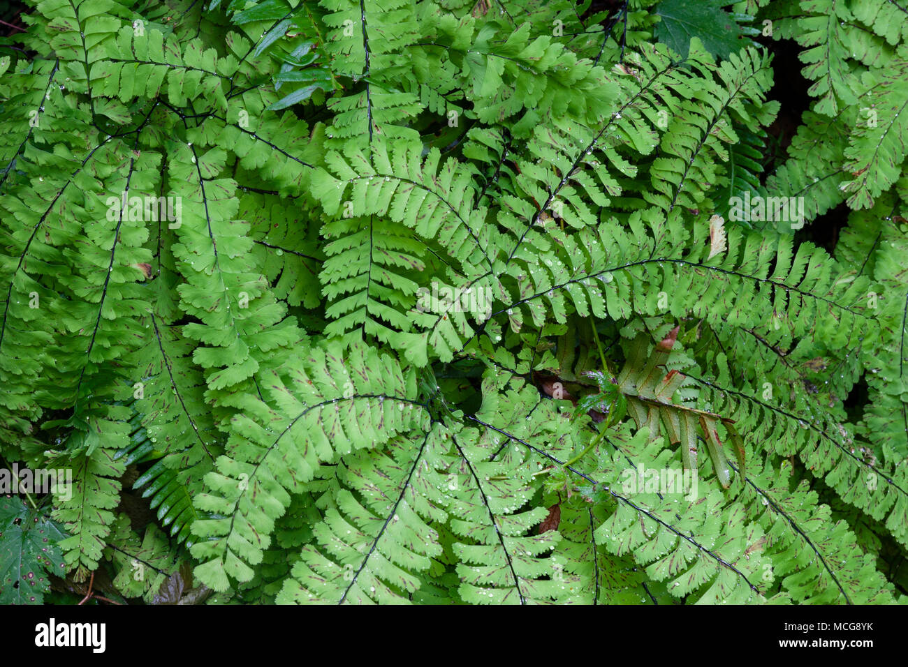 Ferns in Englishmans Falls Provincial park on Vancouver Island, British ...