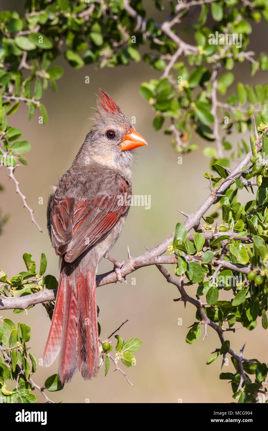Female Northern Cardinal, Cardinalis cardinalis, looking for water and ...