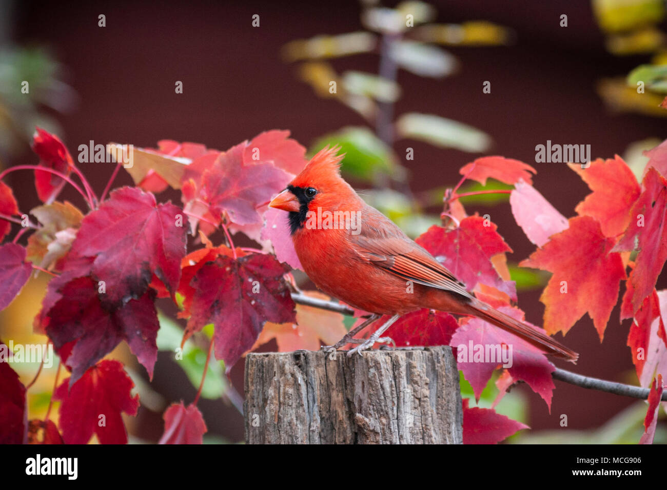 Northern Cardinal, Cardinalis cardinalis, in North Carolina in November ...
