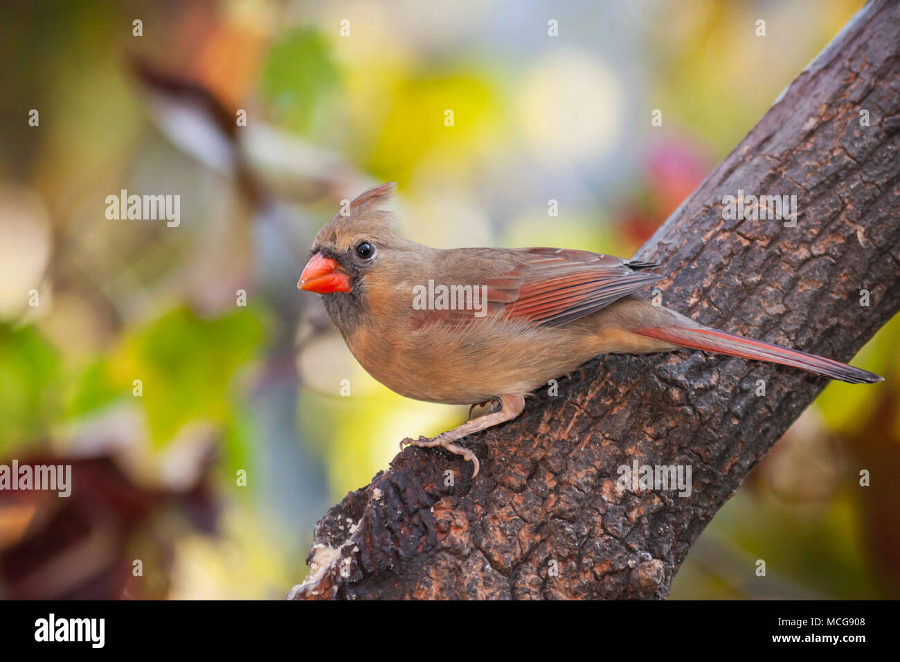 Female Northern Cardinal, Cardinalis cardinalis, in North Carolina in ...