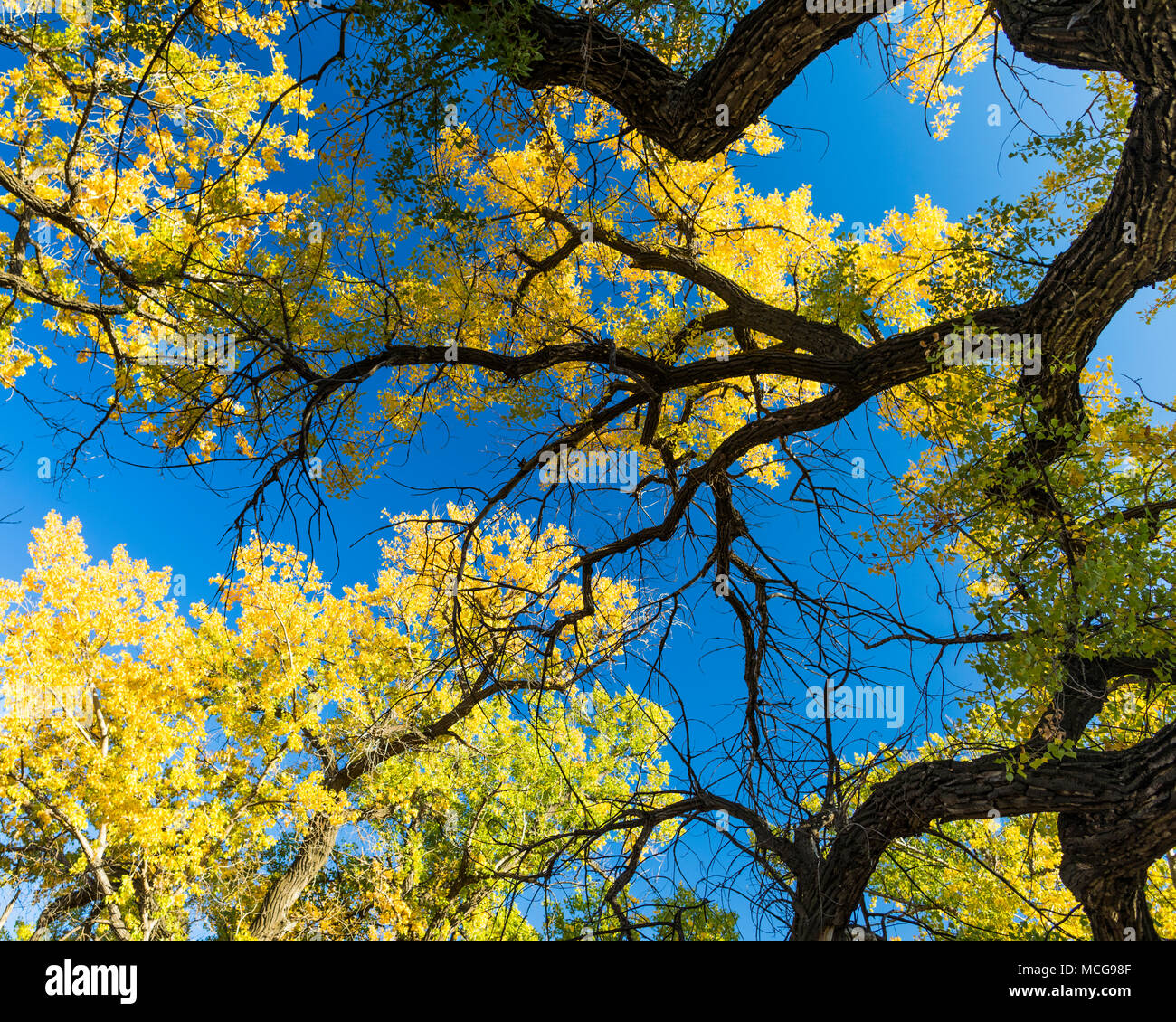 Beautiful colours of autumn plants hi-res stock photography and images ...