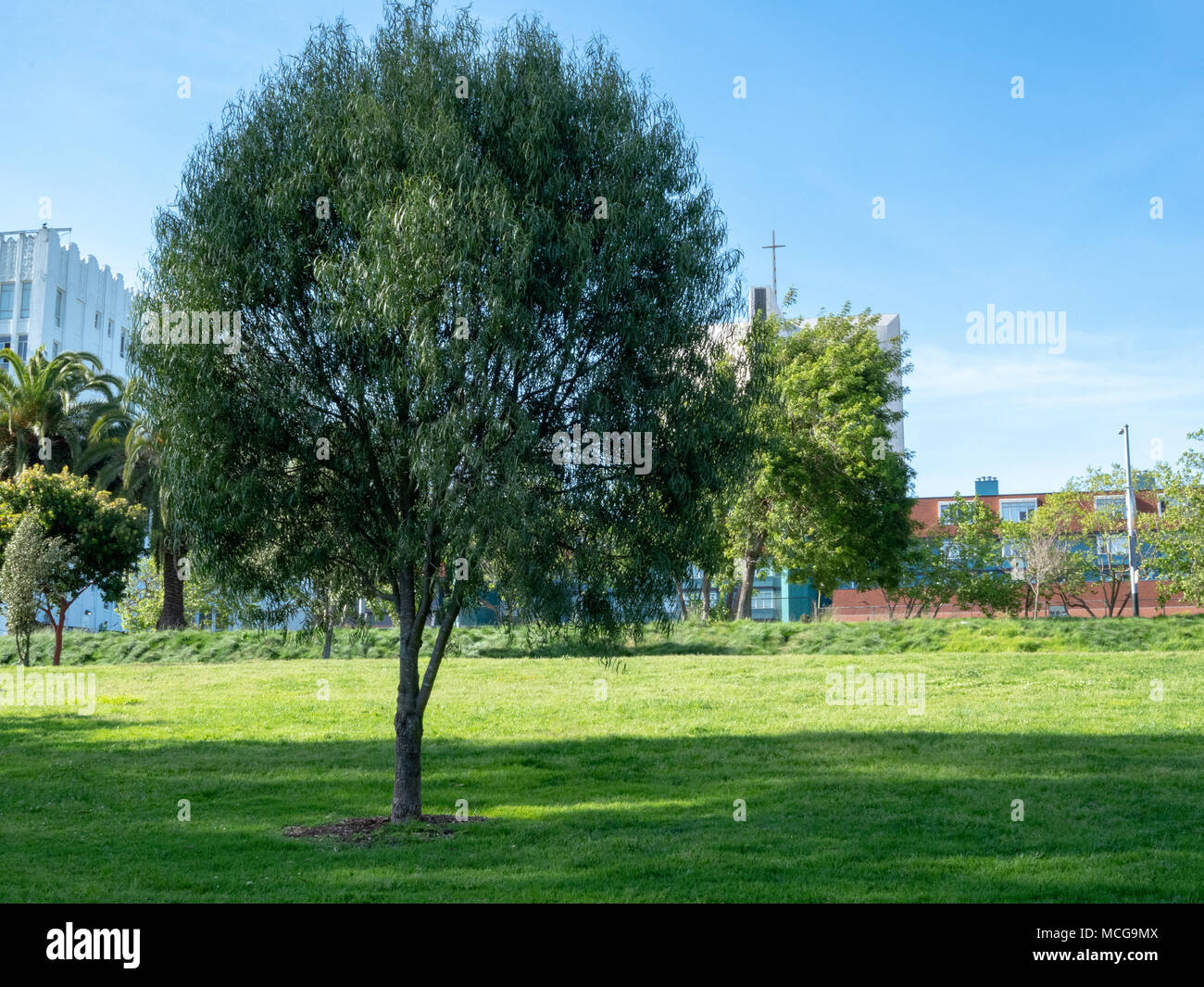 Small willow tree hi-res stock photography and images - Alamy