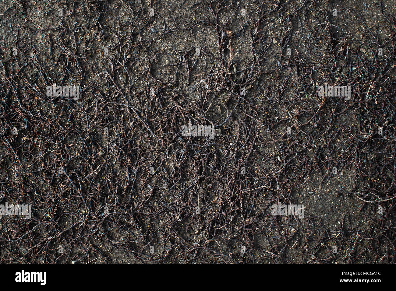 Grey earth and dry plants. Spring earth. Soil texture. Soil background ...