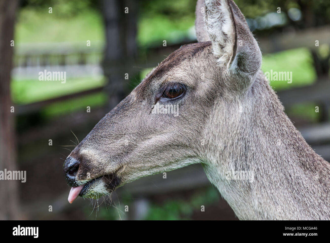 Ecuador white tailed deer hi-res stock photography and images - Alamy