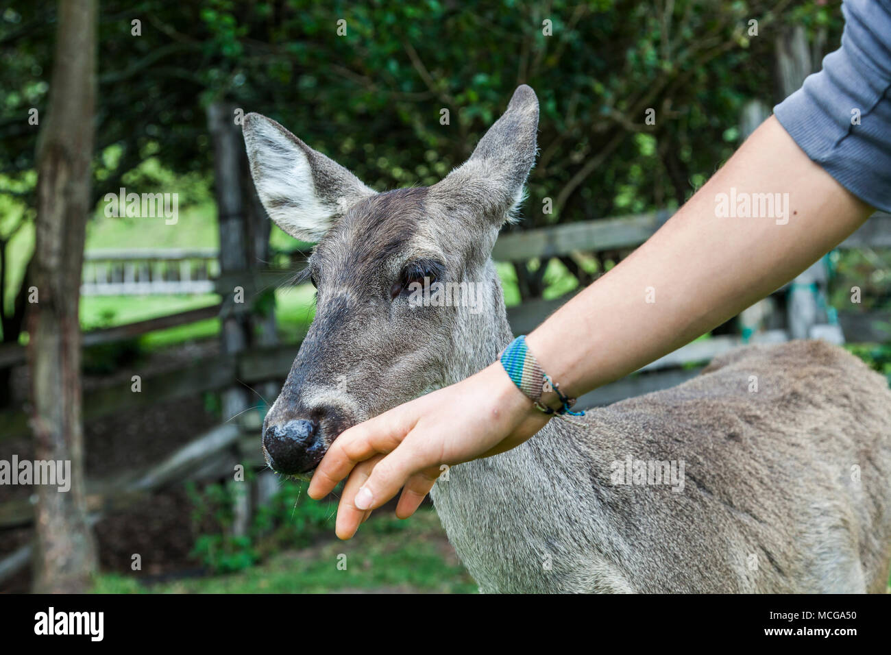 Ecuador white tailed deer hi-res stock photography and images - Alamy