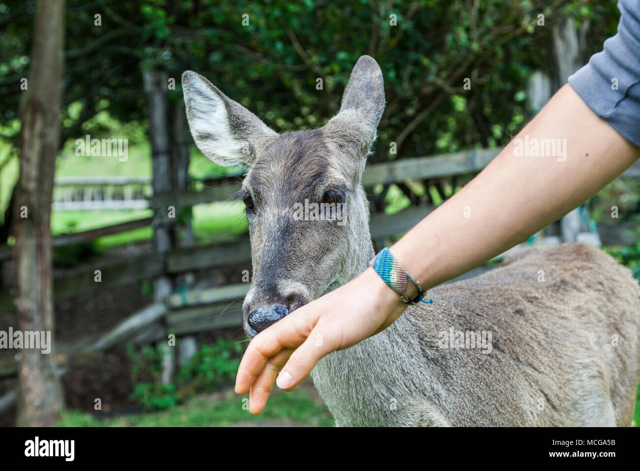 Ecuador white tailed deer hi-res stock photography and images - Alamy