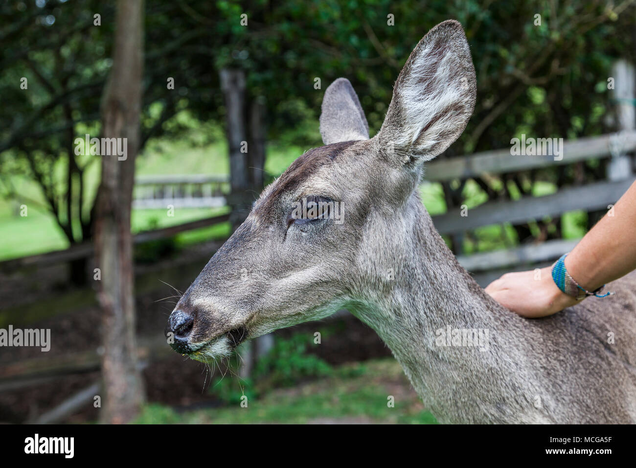 Ecuador white tailed deer hi-res stock photography and images - Alamy