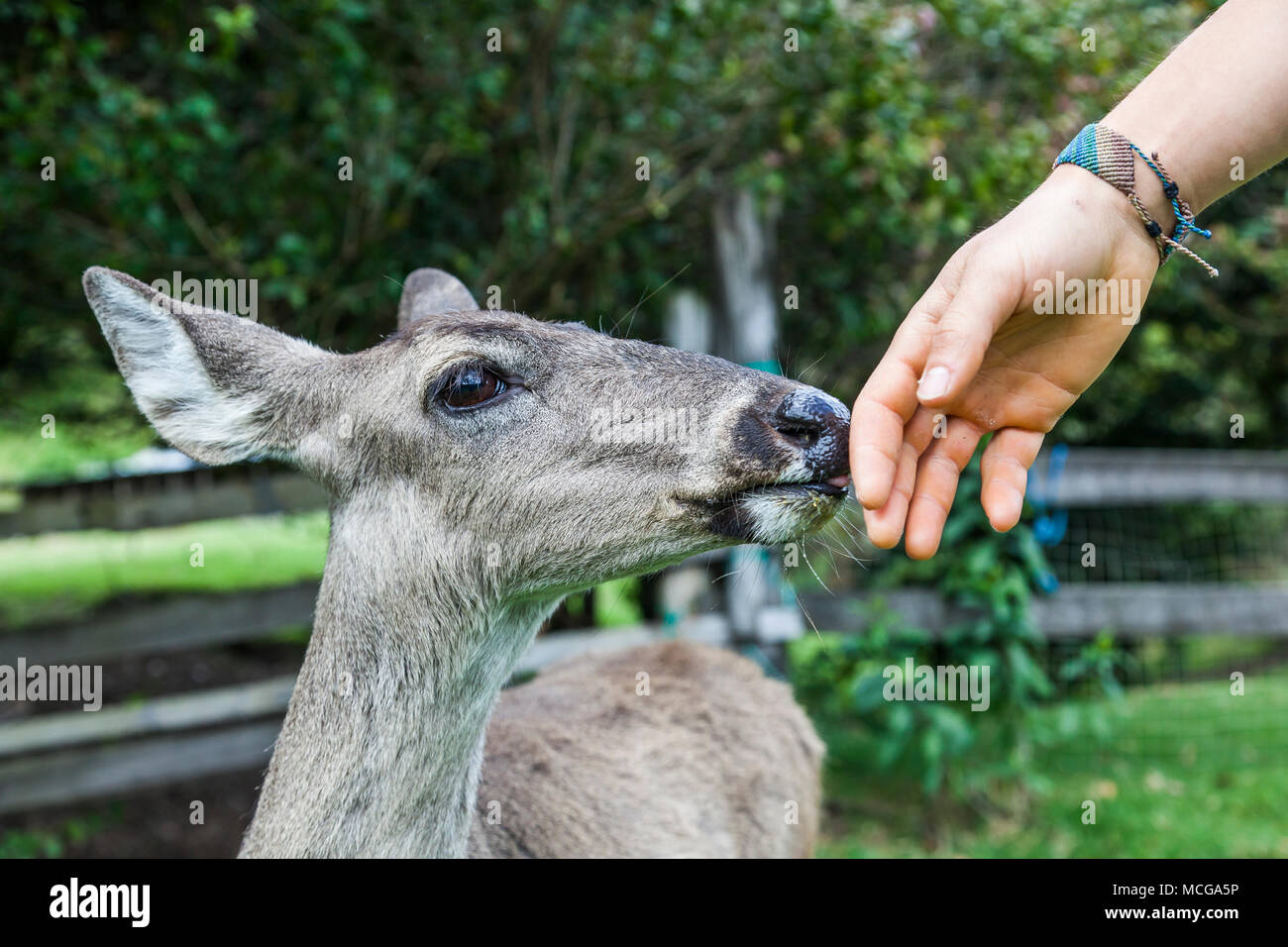 Ecuador white tailed deer hi-res stock photography and images - Alamy