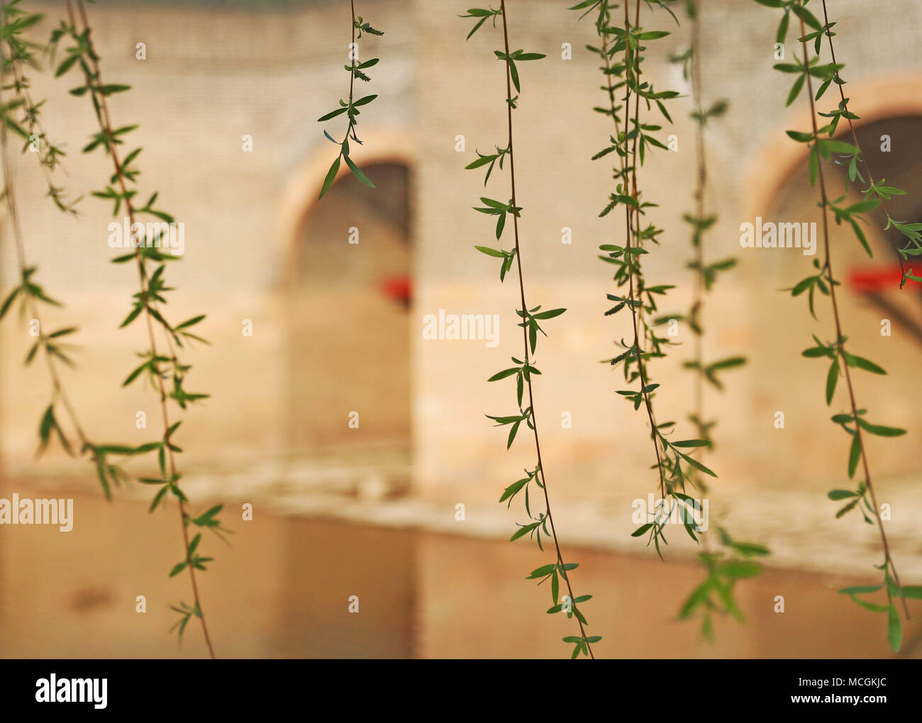 Suizhong. 16th Apr, 2018. Photo taken on April 16, 2018 shows willow ...