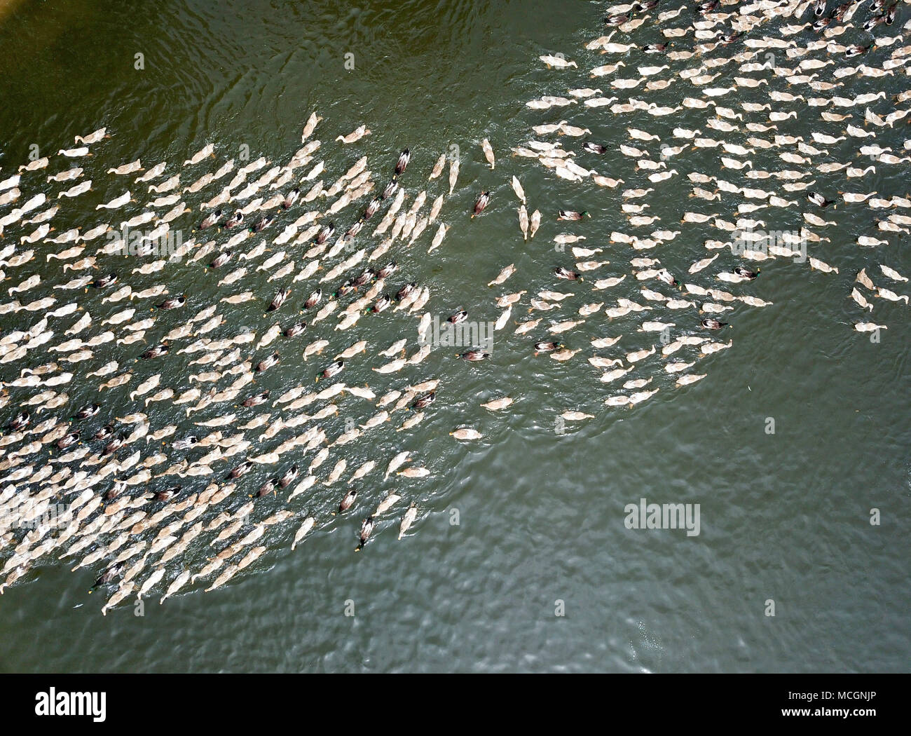 Gaoyou duck hi-res stock photography and images - Alamy