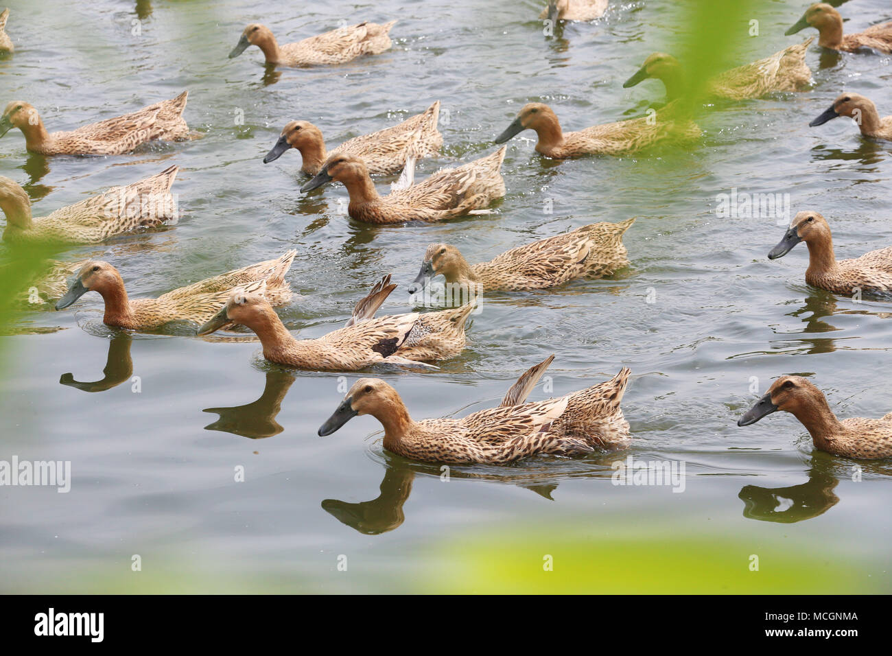Duck processing hi-res stock photography and images - Alamy