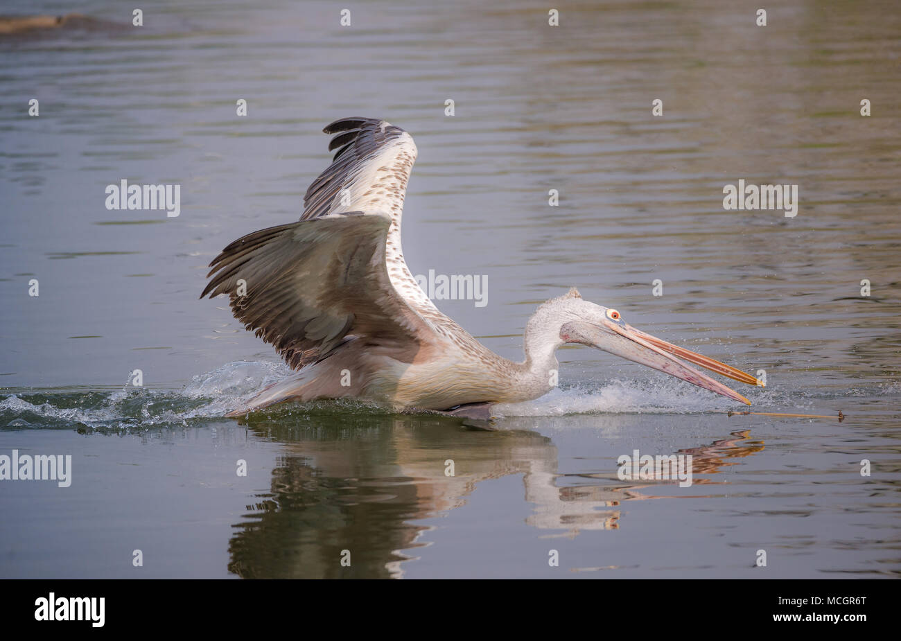Picking up rocks hi-res stock photography and images - Alamy