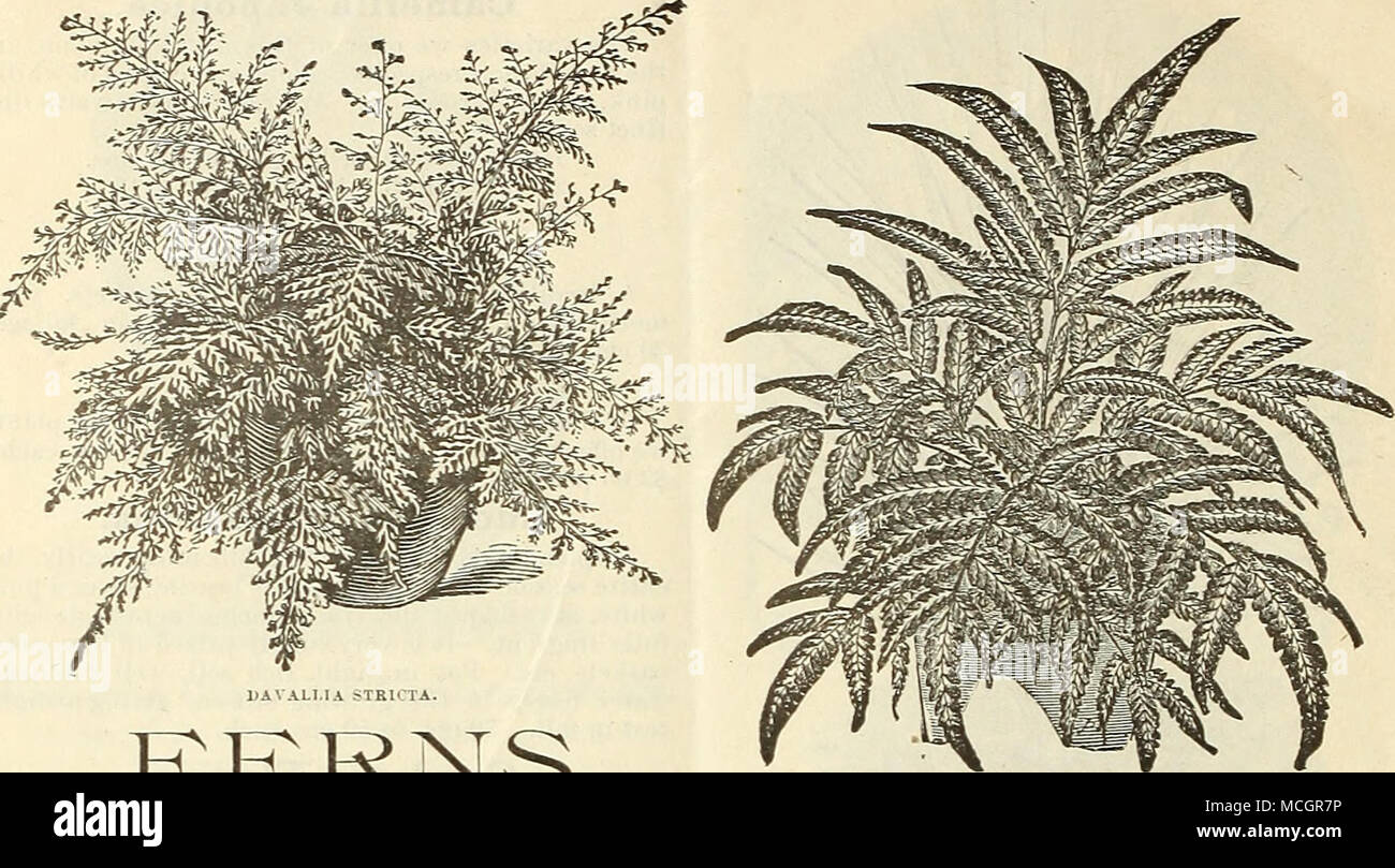 Class of ferns hi-res stock photography and images - Alamy