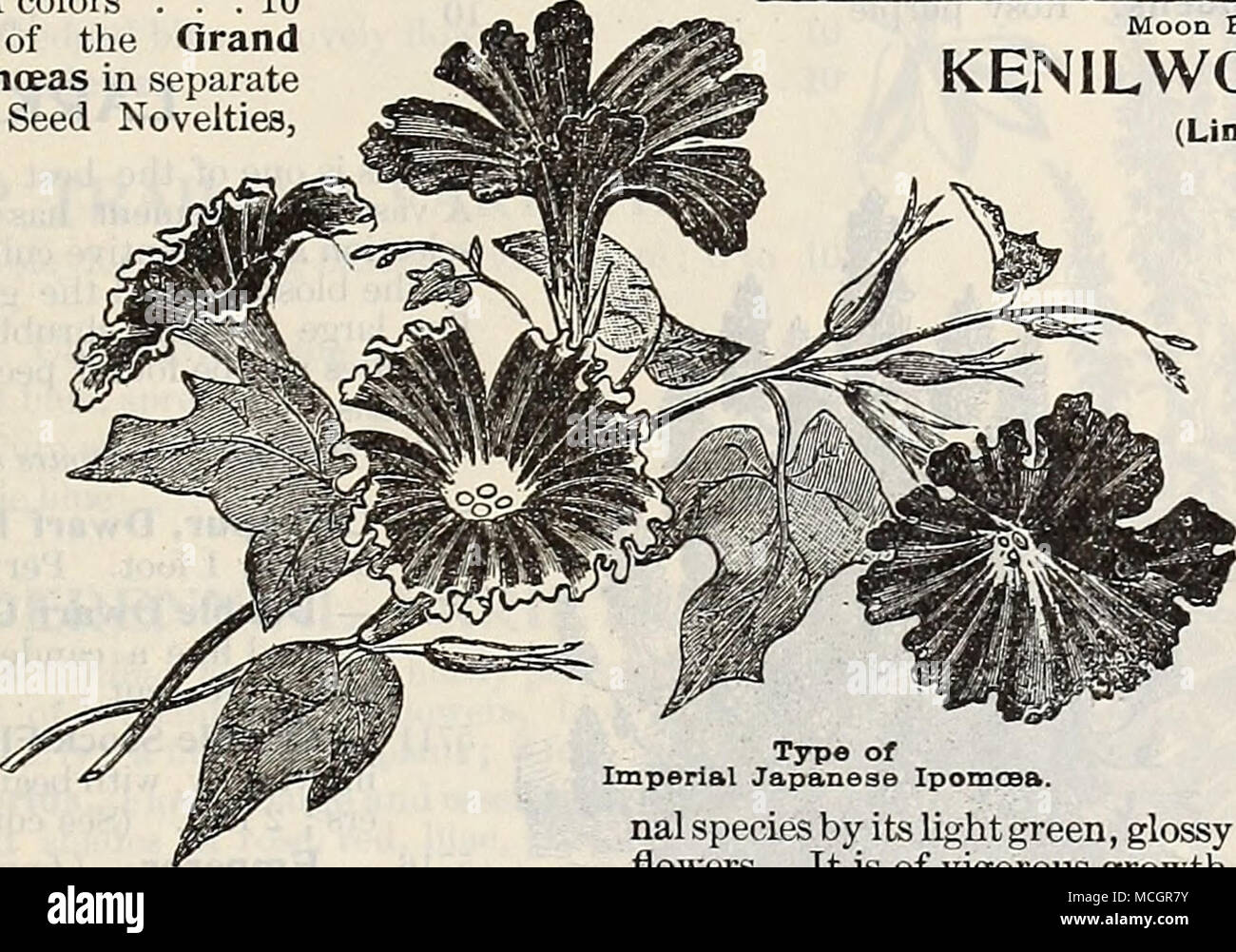 . Moon Flower. KENILWORTH IVY. Type of Imperial Japanese Ipomcea Stock ...