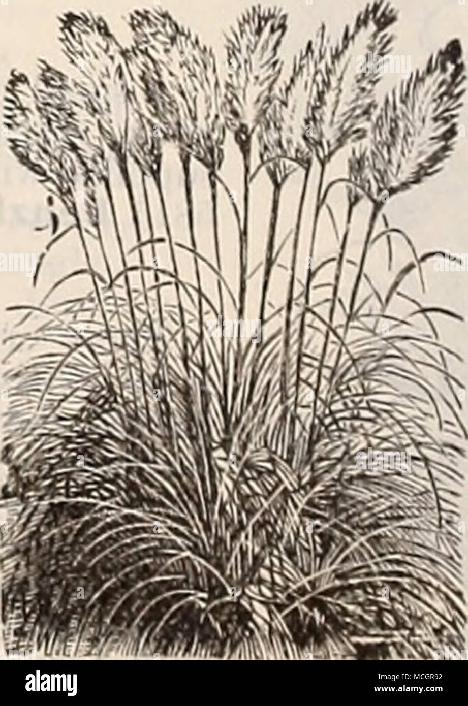 Gynerium argenteum hi-res stock photography and images - Alamy