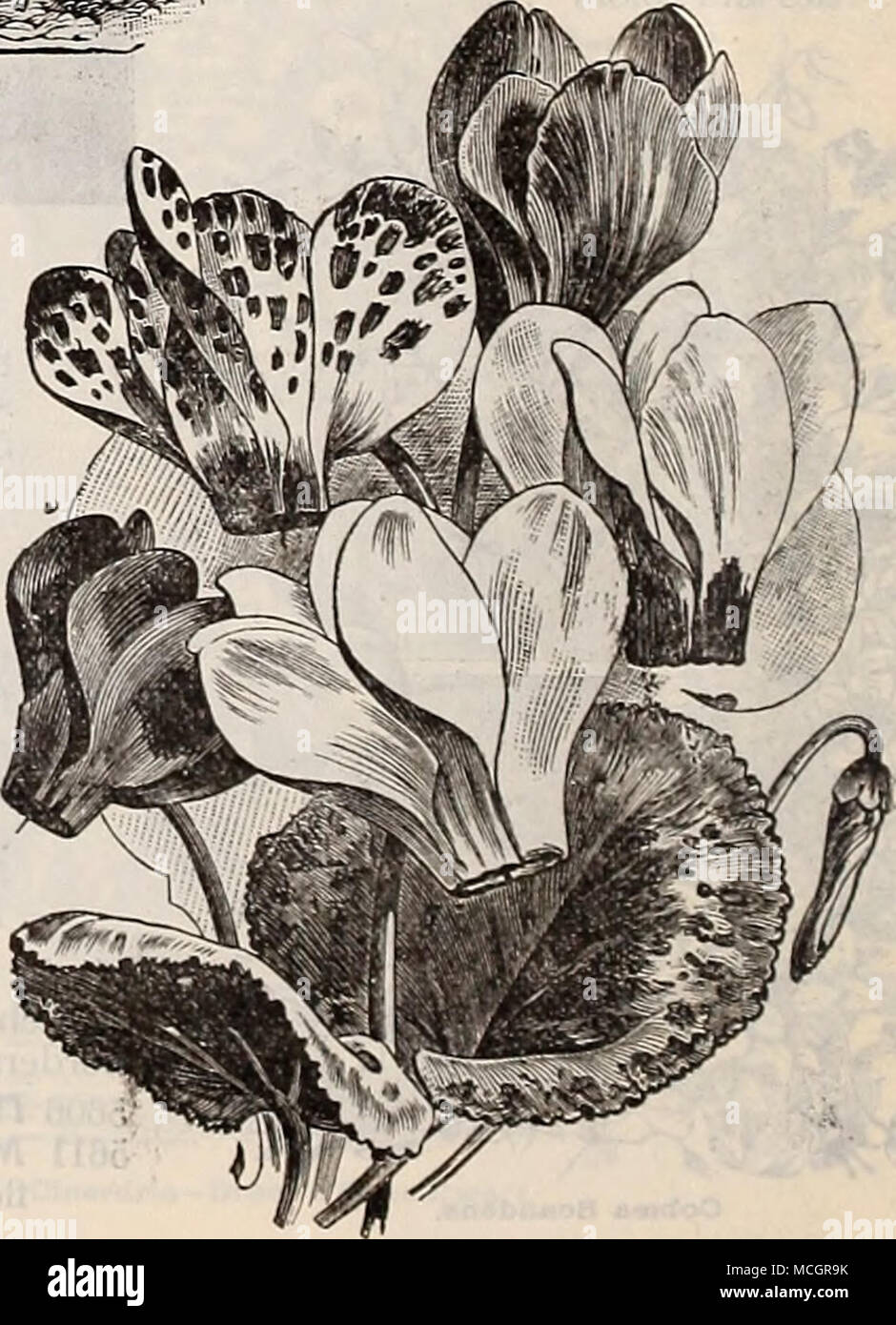 Cyclamen persicum giganteum hi-res stock photography and images - Alamy