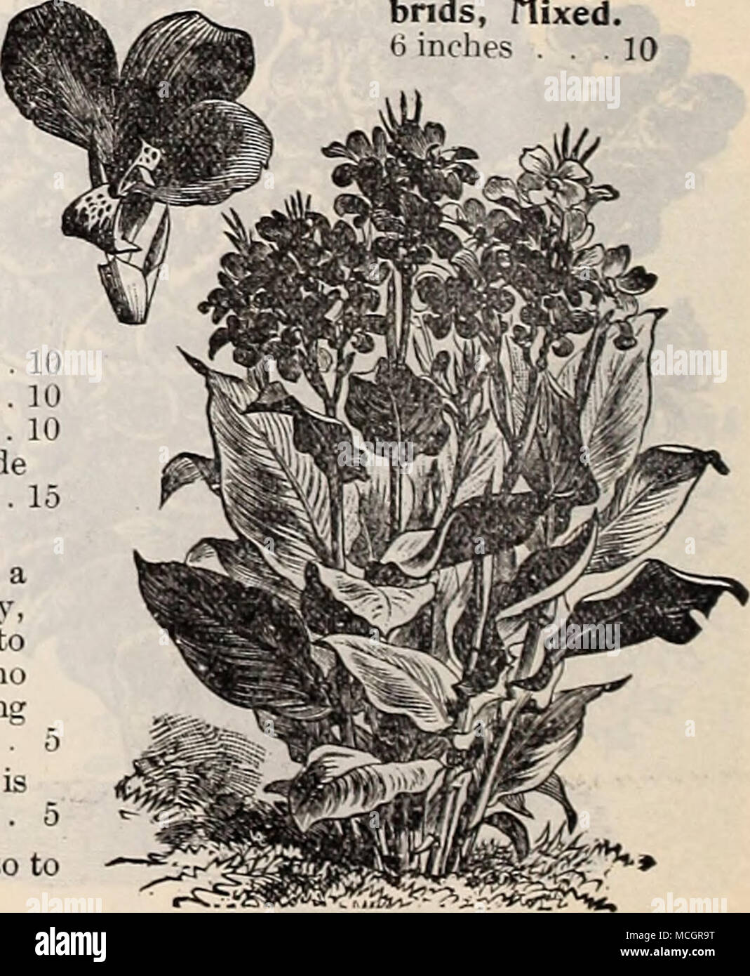 Carinas hi-res stock photography and images - Alamy