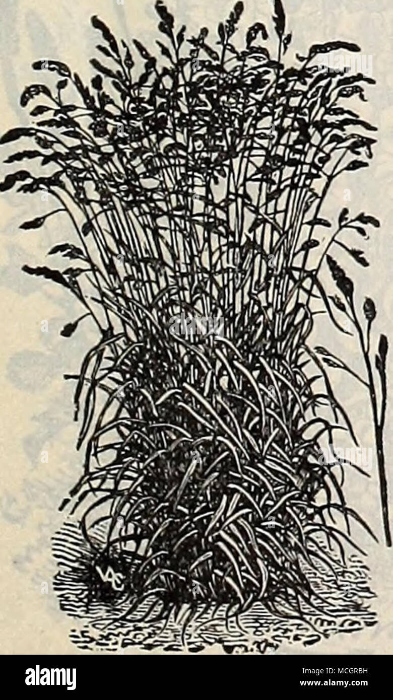 Grass grasses meadow cocksfoot hi-res stock photography and images - Alamy